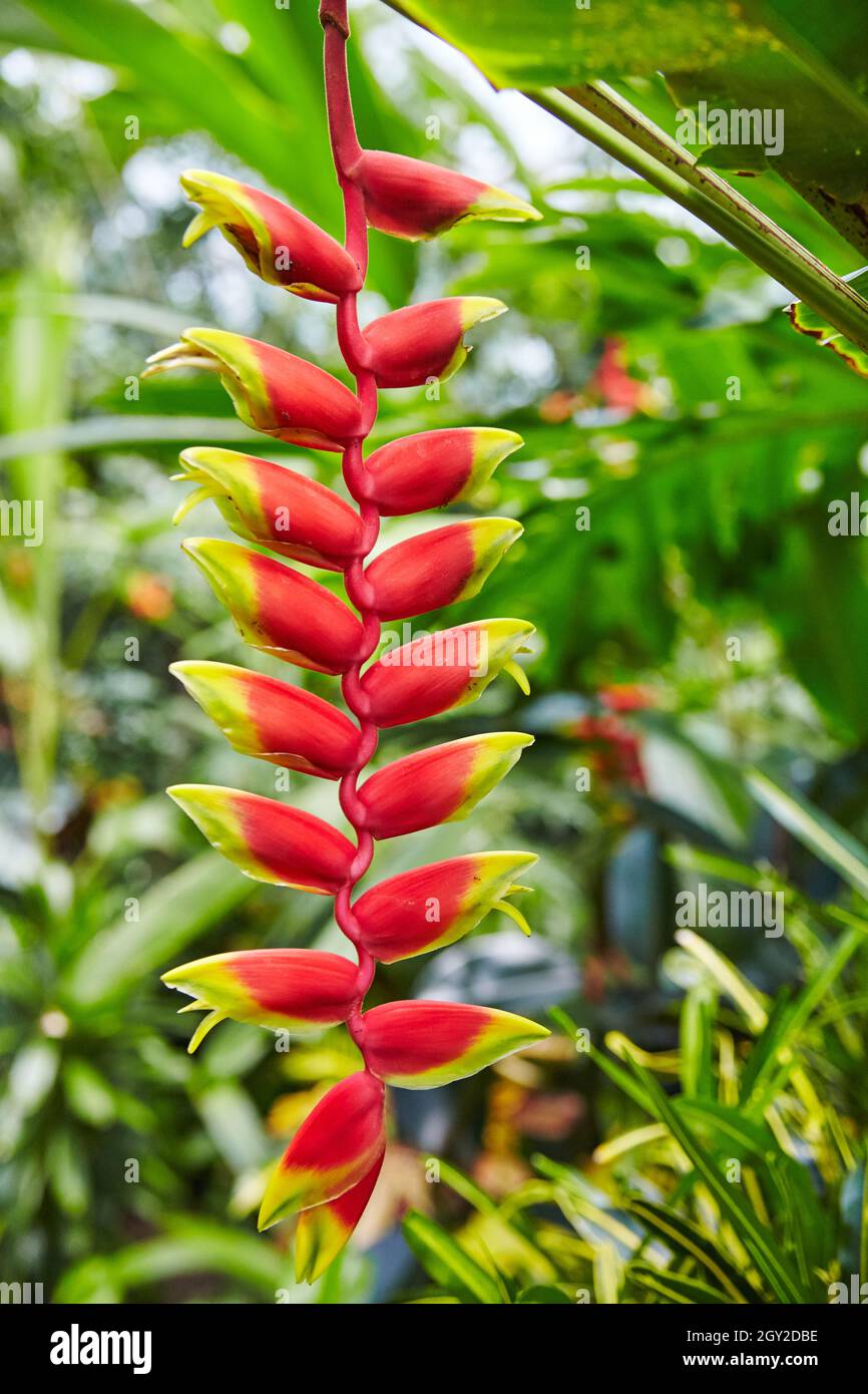 Vascular strand hi-res stock photography and images - Alamy