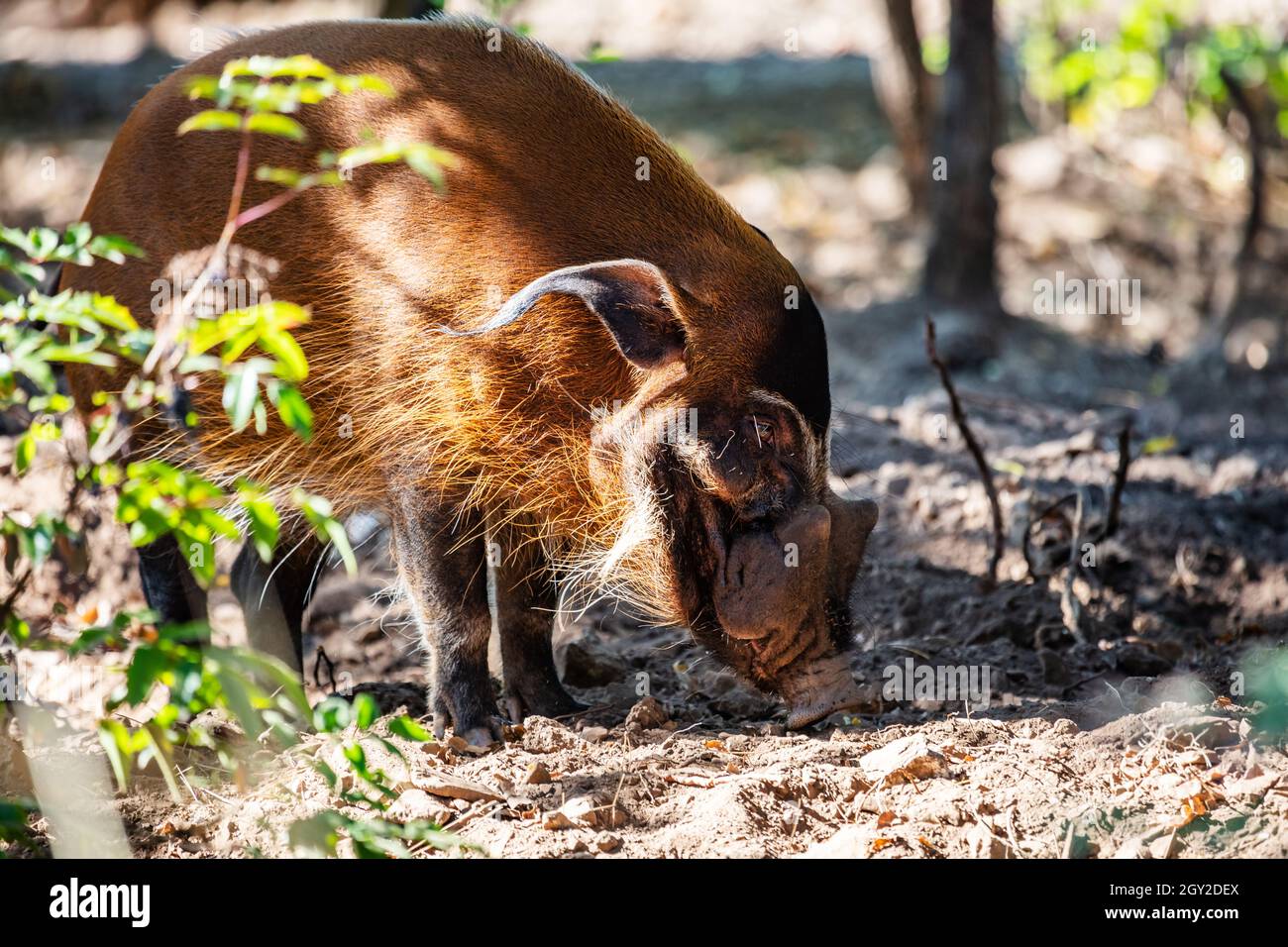 Red river hog. Mammal and mammals. Land world and fauna. Wildlife and ...