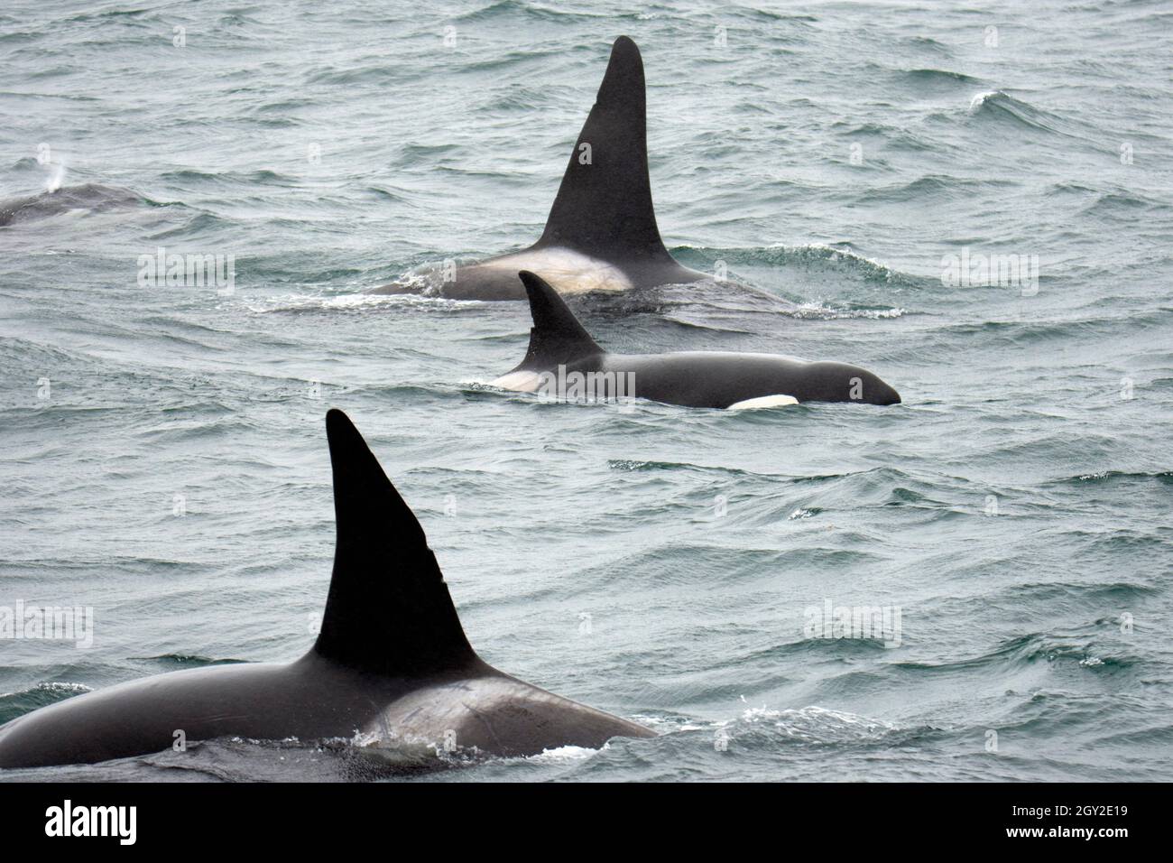 Orcas or killer whales, Orcinus orca, breathing on the surface ...