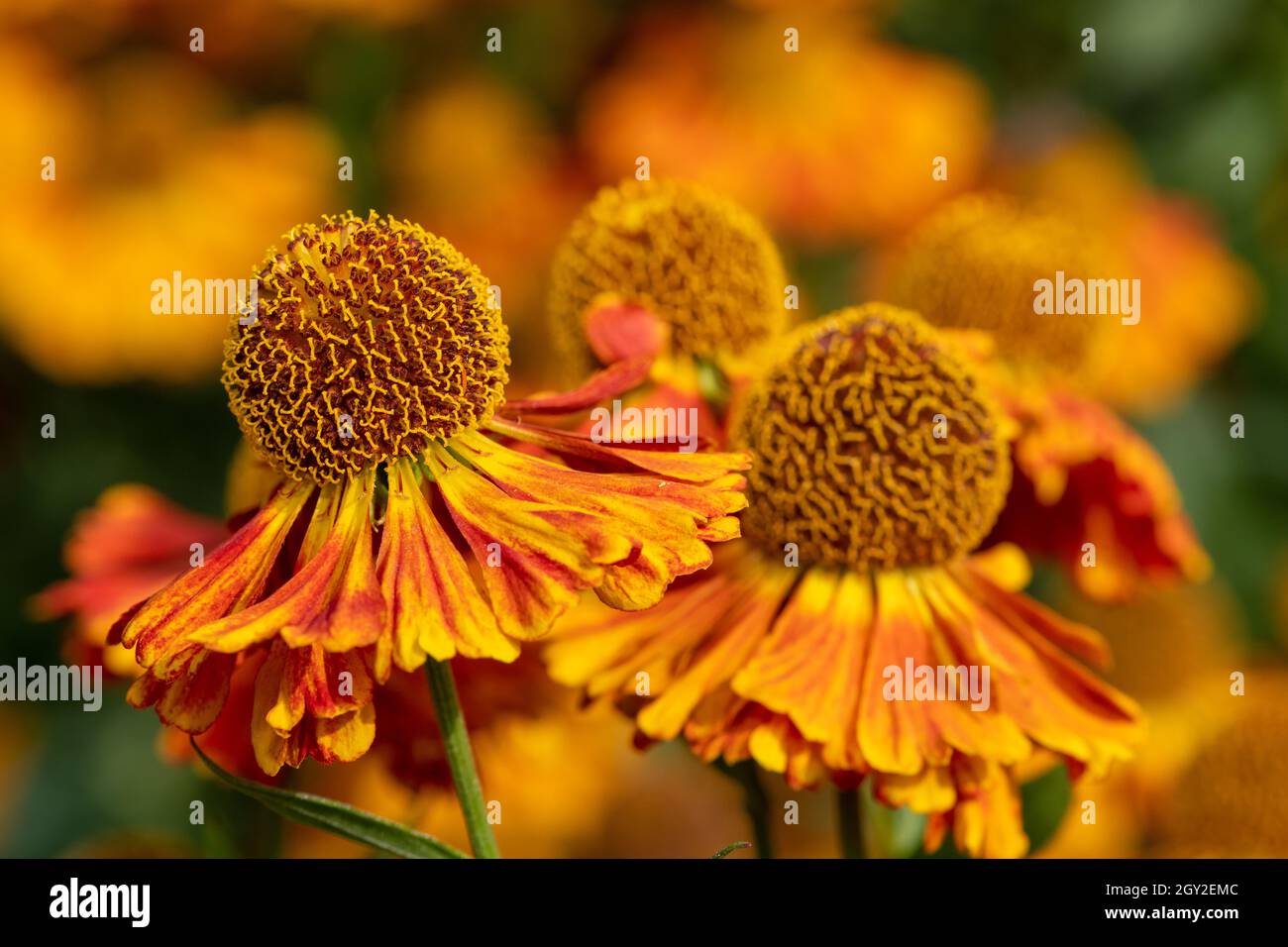 Close up of common sneezeweed (helenium autumnale) flowers in bloom ...