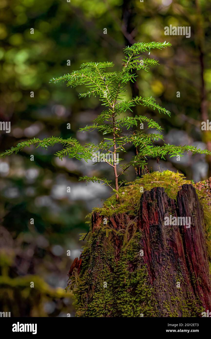 Young hemlock trees hi-res stock photography and images - Alamy