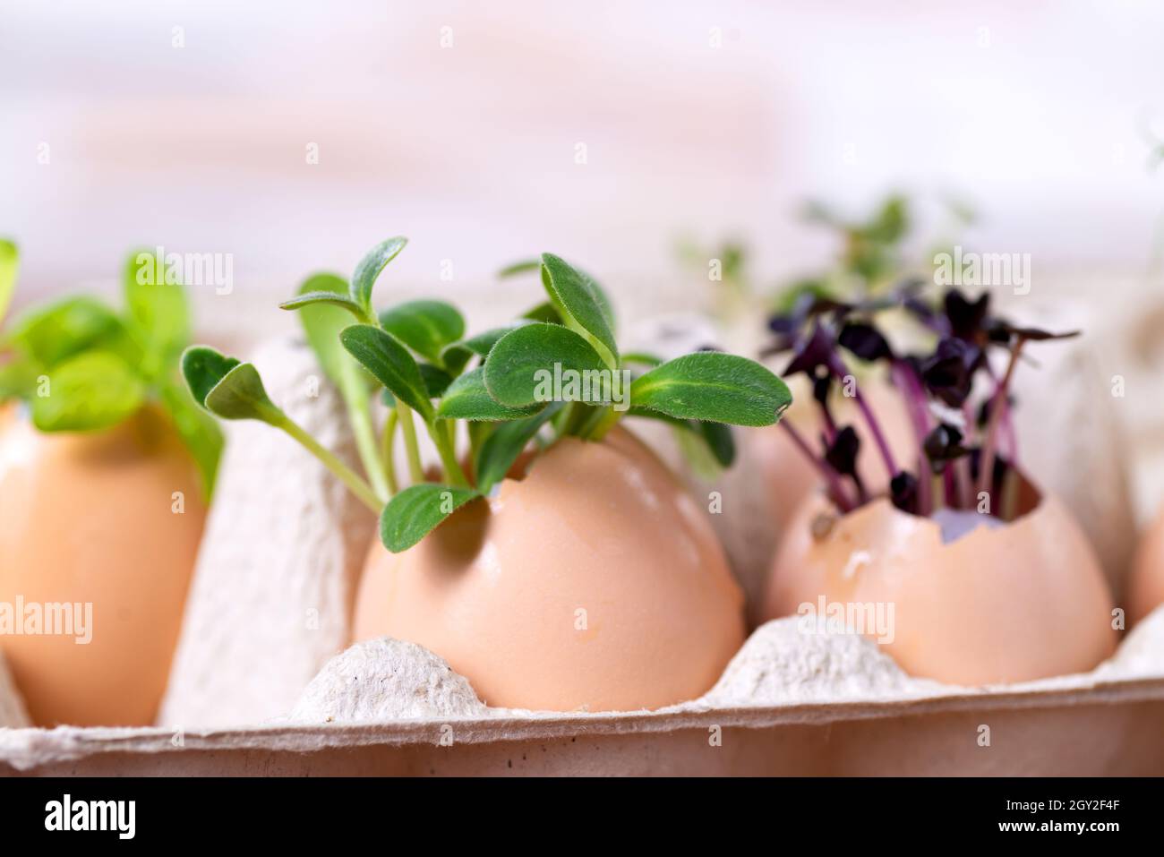 Microgreen sprouts in eggshells in a cardboard tray. Easter decorations ...