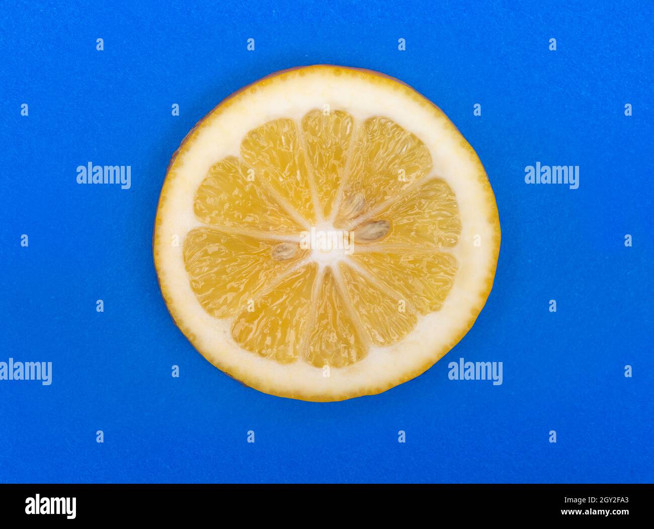 Close-up of a lemon slice on a crisp blue background. Very sharp image ...