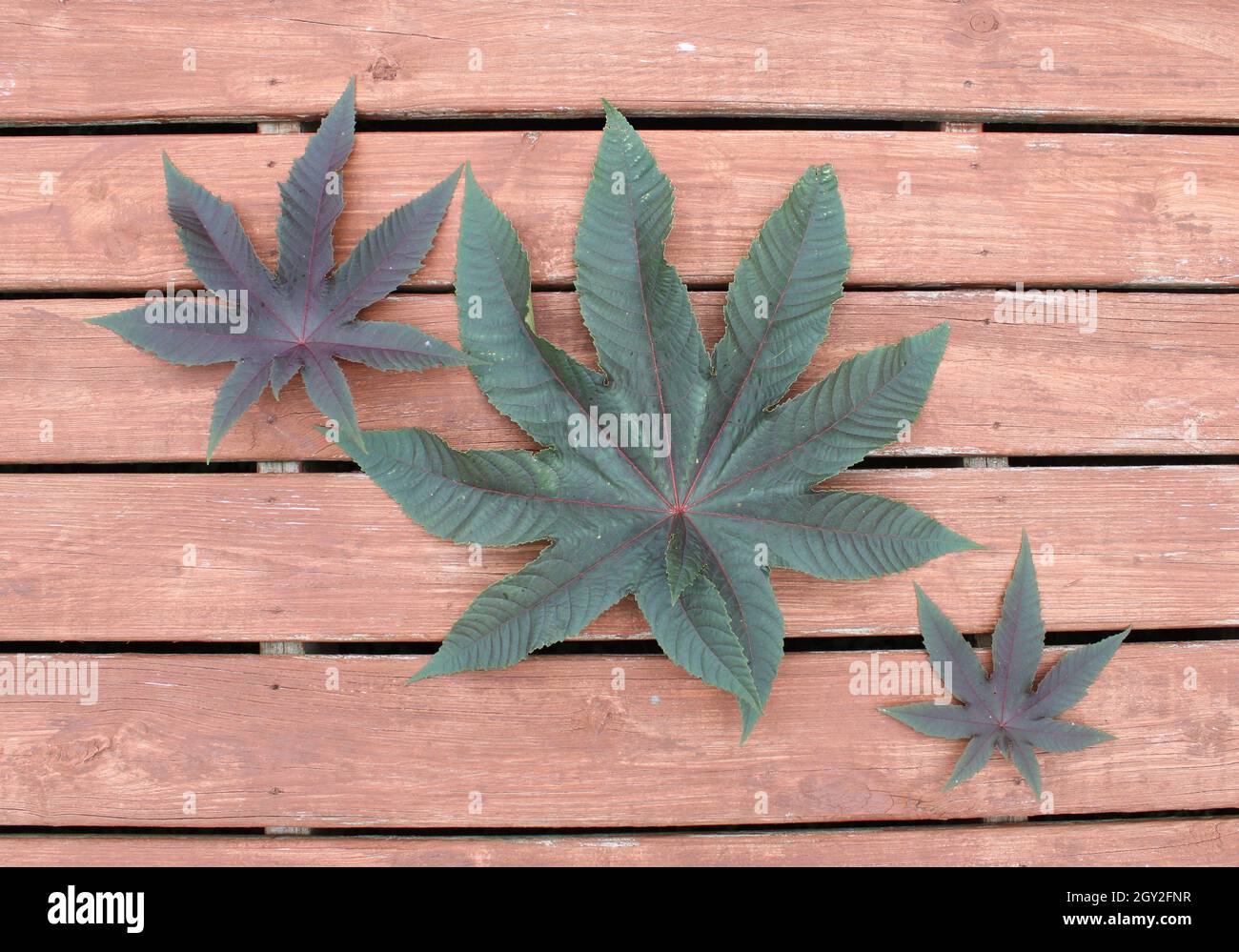 Three different size castor bean plant leaves Stock Photo - Alamy