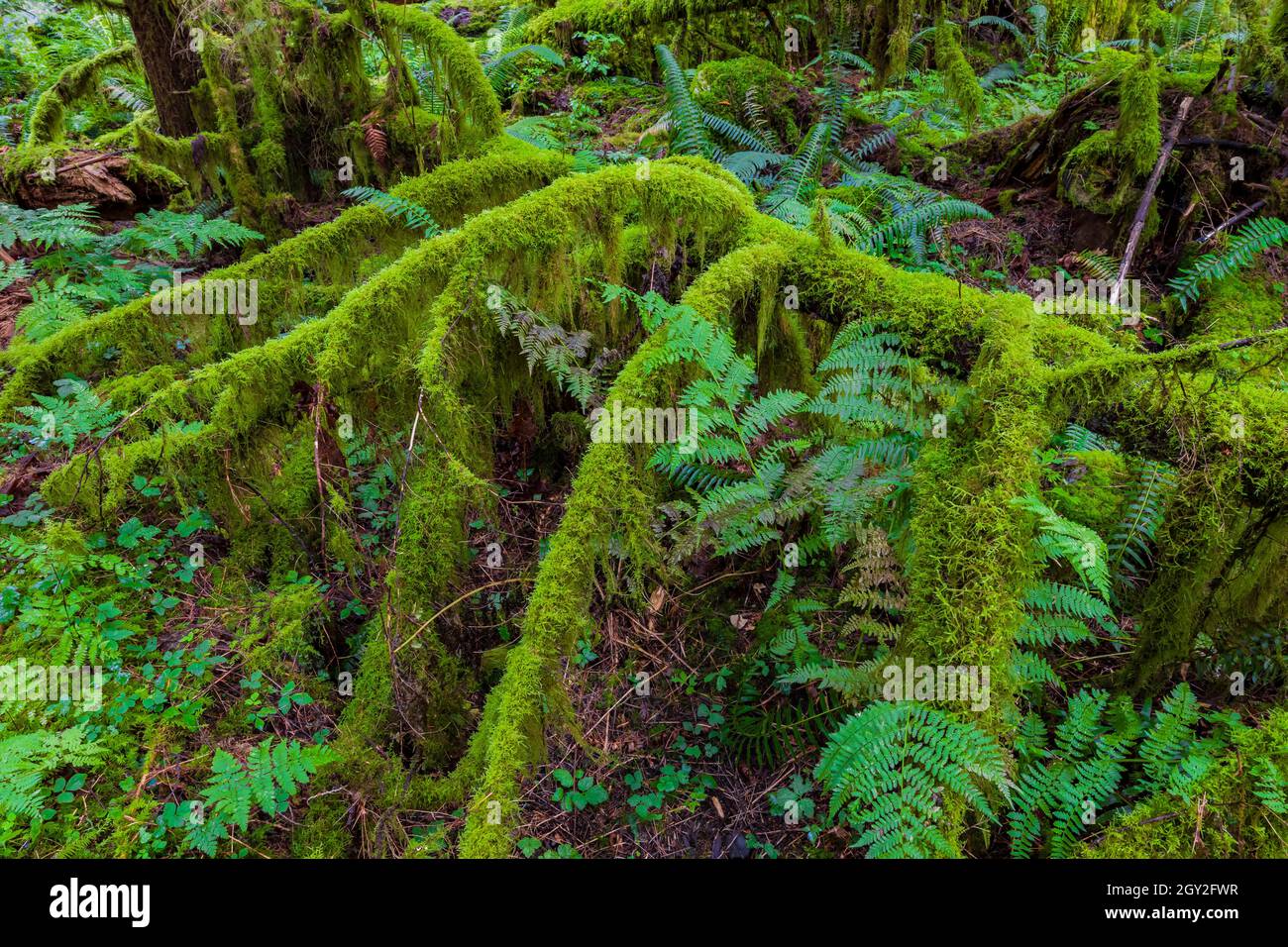Fork mosses hi-res stock photography and images - Alamy