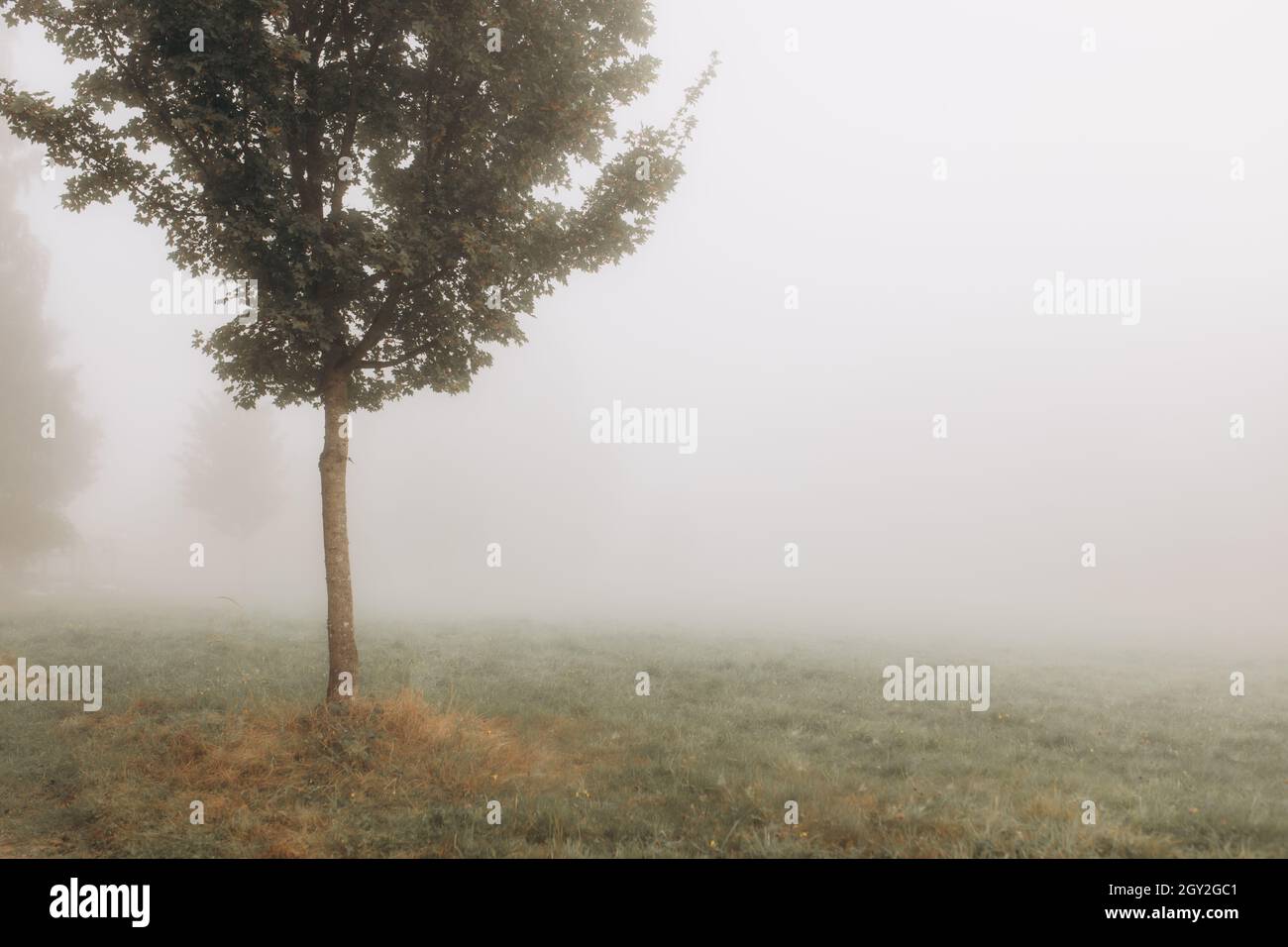 Tree on a foggy day hi-res stock photography and images - Alamy