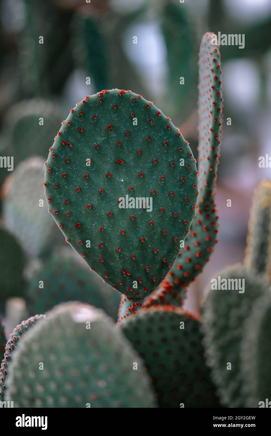 Closeup of Angel's-wings cactus with red glochids Stock Photo - Alamy