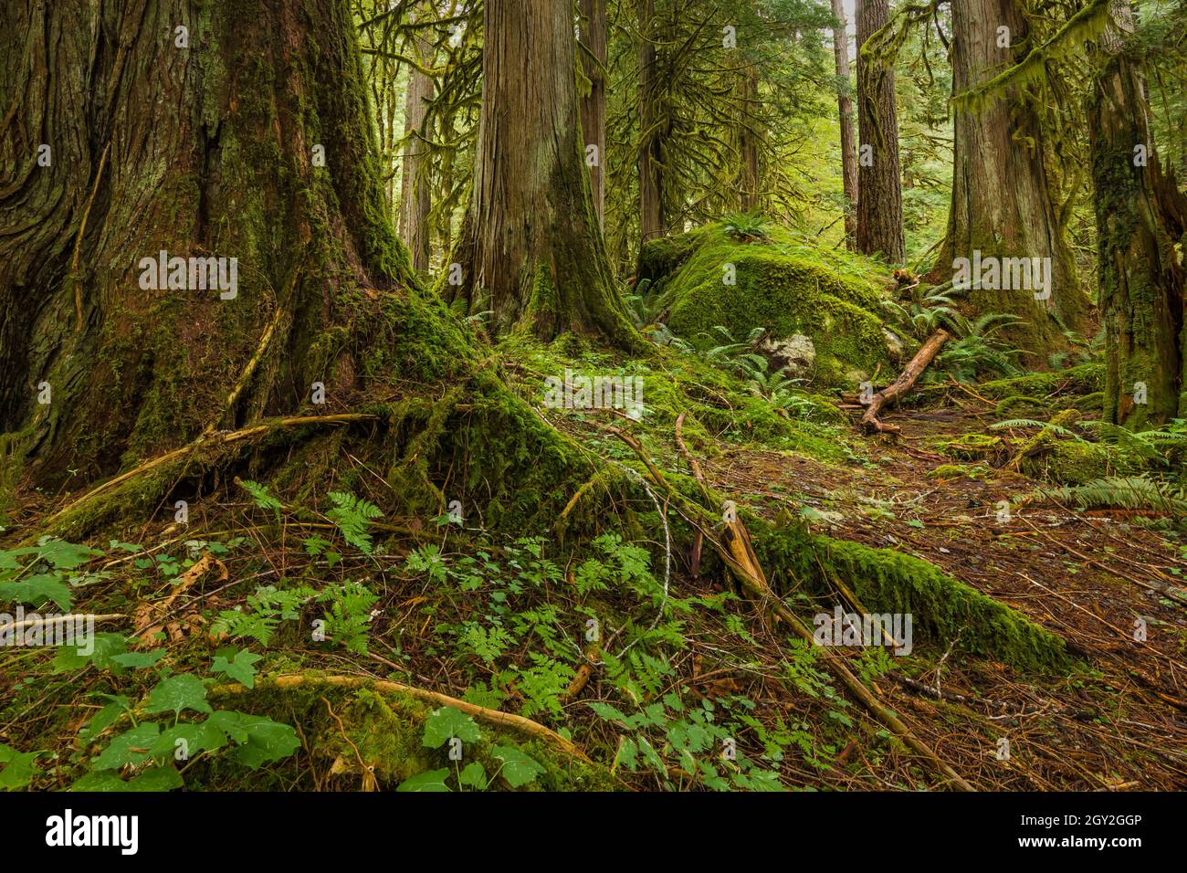 Big conifer trees along the trail at Staircase in Olympic National Park ...