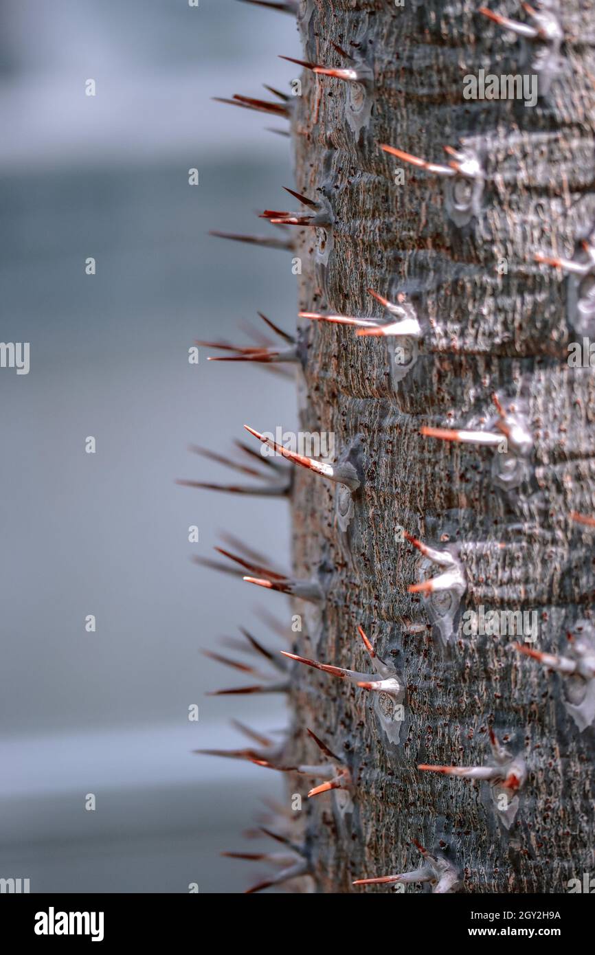 Spiny surface hi-res stock photography and images - Alamy