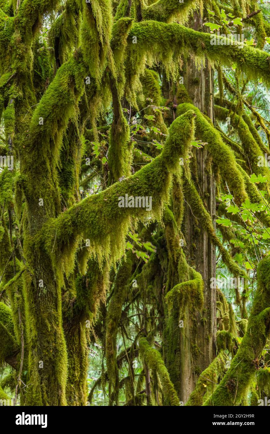 Tree branches supporting a profusion of moss in the moist forest at ...