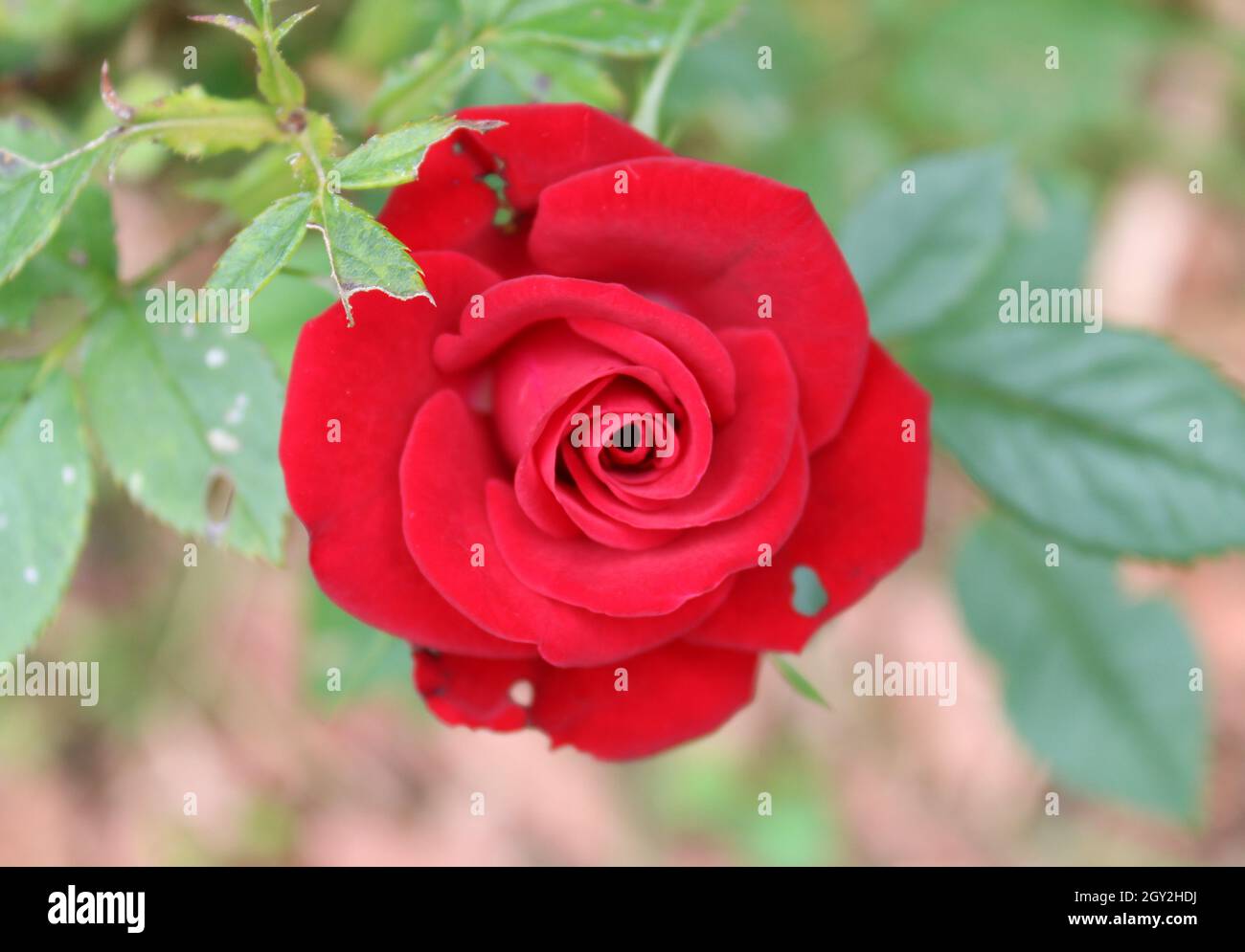 A beautiful single red rose in a rose garden Stock Photo - Alamy