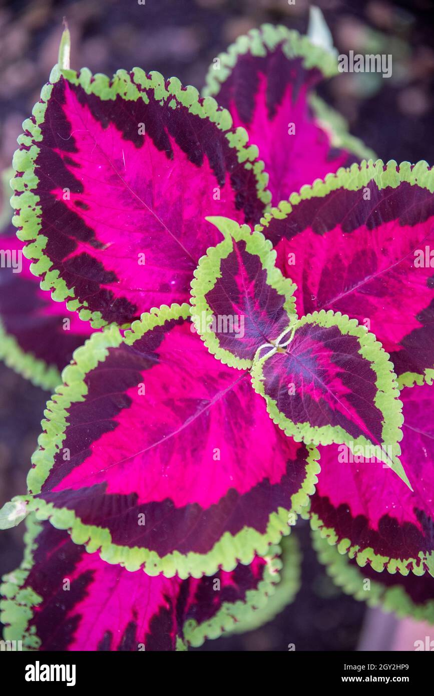 Coleo, a native perennial plant Stock Photo - Alamy