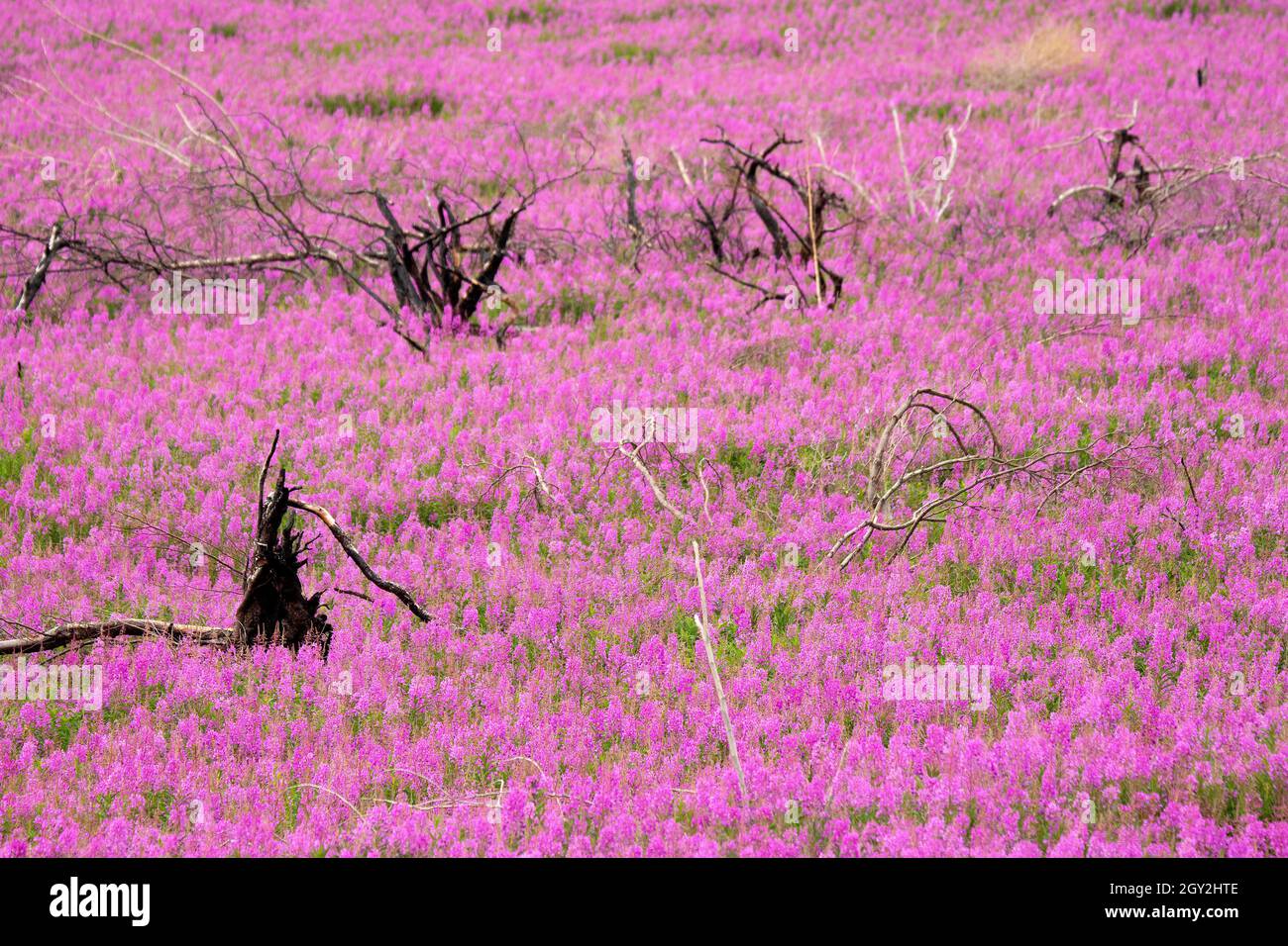 A field with blooming wild pink fireweed, Chamaenerion angustifolium, Onagraceae, Skilak Lake ...