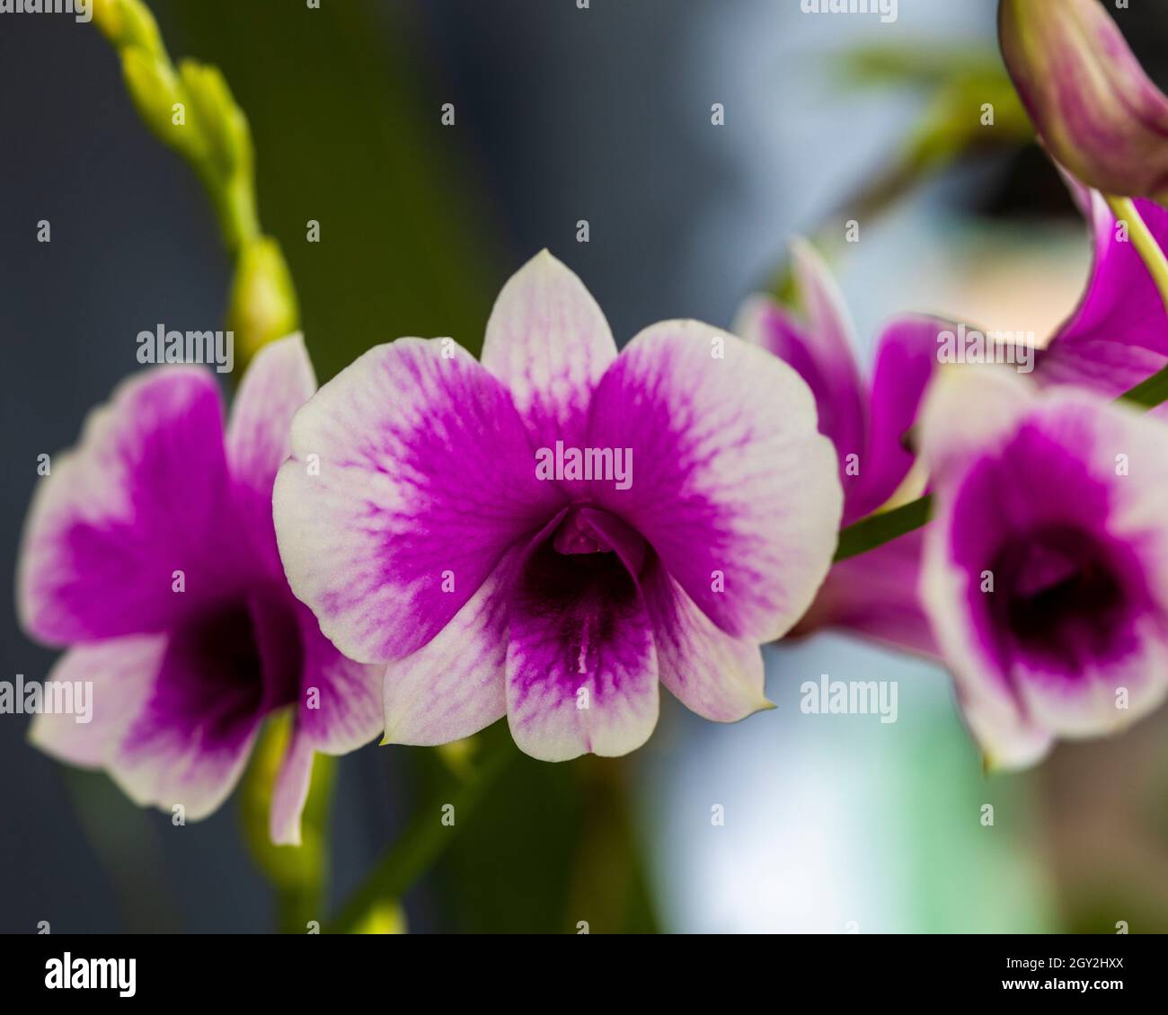 Orchid displayed at the Redlands Orchid Festival in Homestead Stock ...