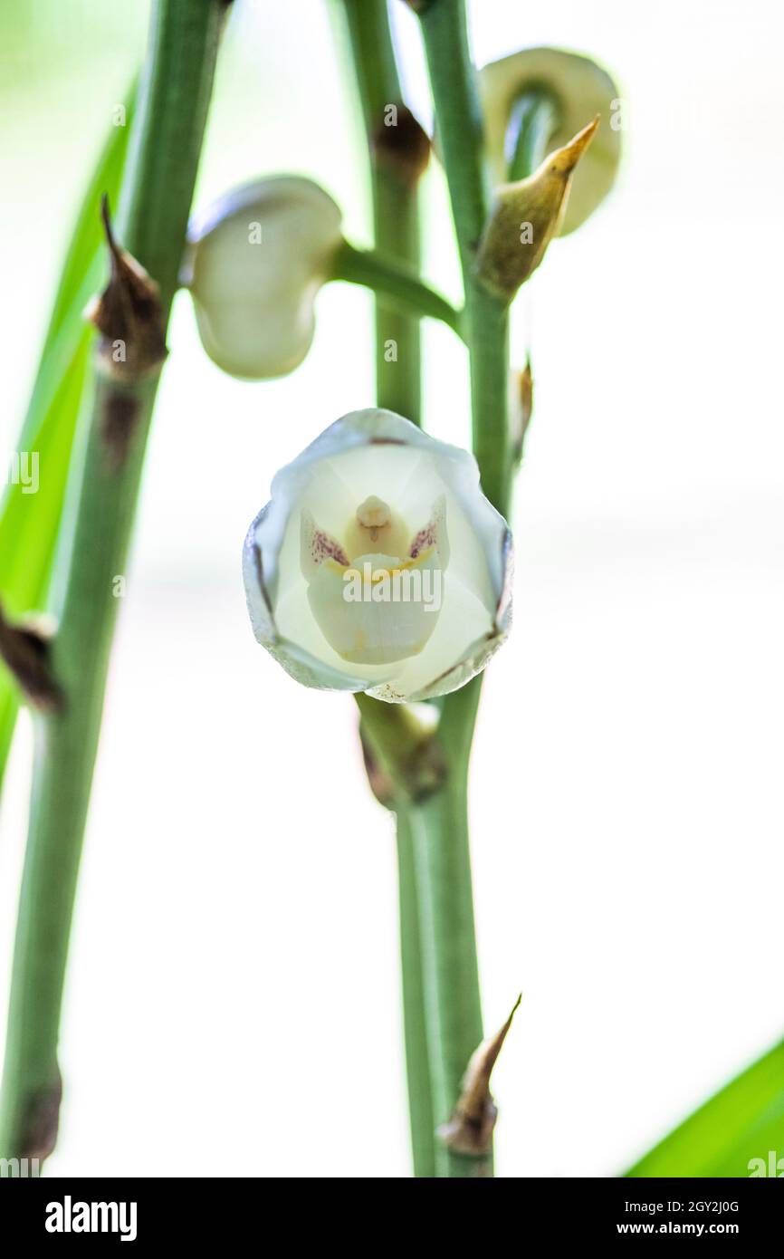 Orchid displayed at the Redlands Orchid Festival in Homestead Stock ...