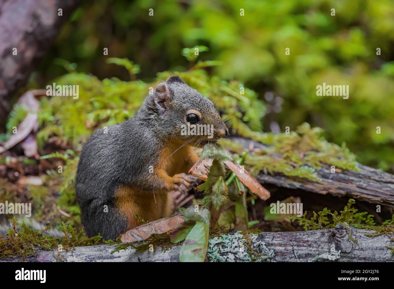 Chickaree, Tamiasciurus douglasii, aka Douglas or Pine Squirrel ...