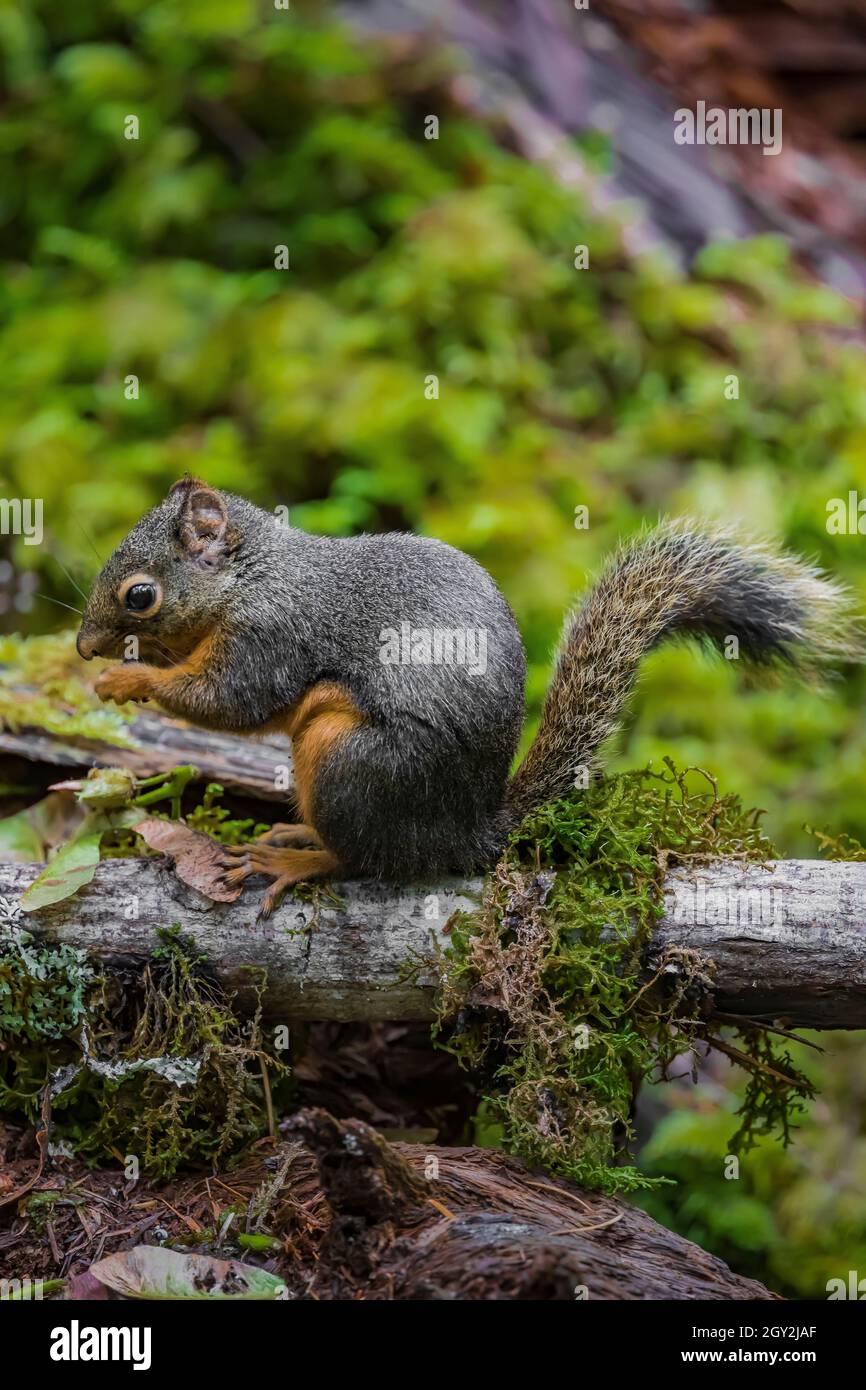Chickaree, Tamiasciurus douglasii, aka Douglas or Pine Squirrel ...