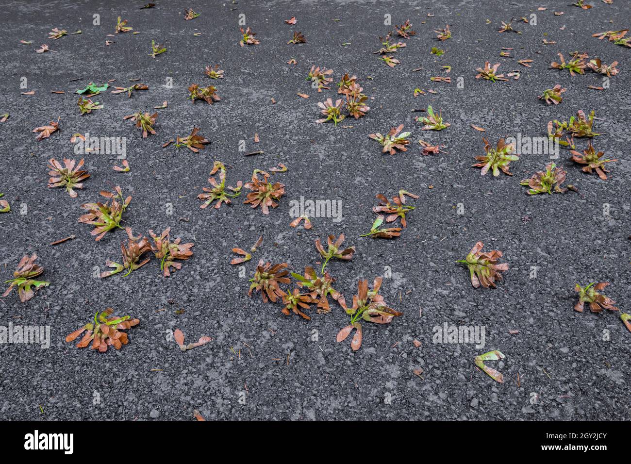 Bigleaf maple seeds hi-res stock photography and images - Alamy