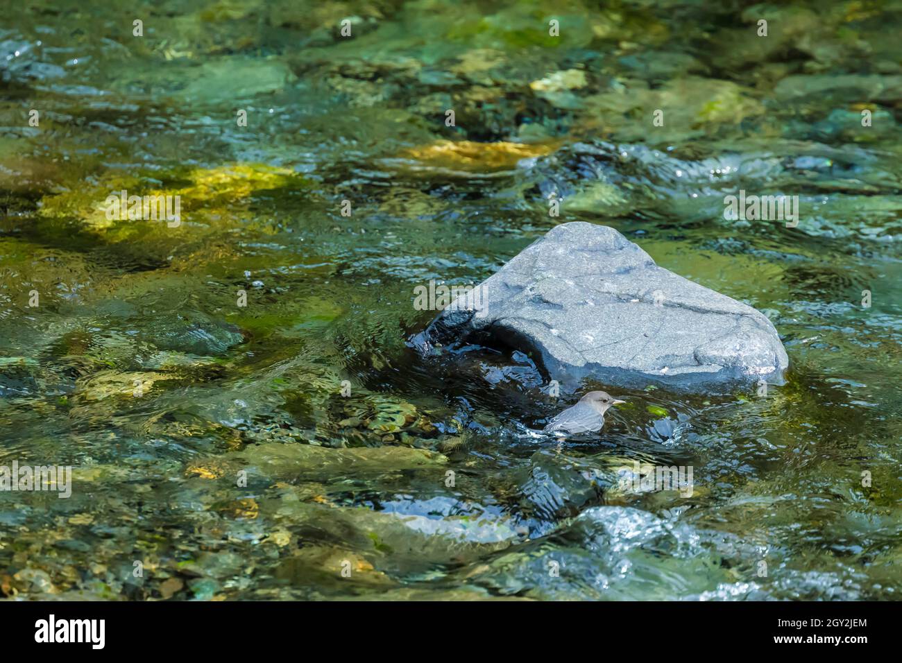American Dipper, Cinclus mexicanus, foraging in North Fork Skokomish ...