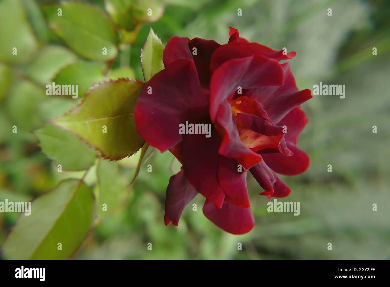 Closeup shot of a velvet red rose growing in Seattle garden Stock Photo ...