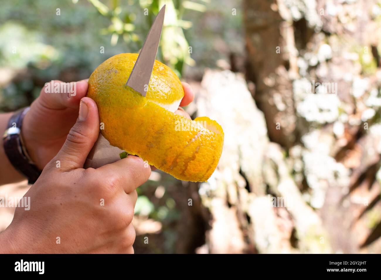 Hands knife peeling orange hi-res stock photography and images - Alamy