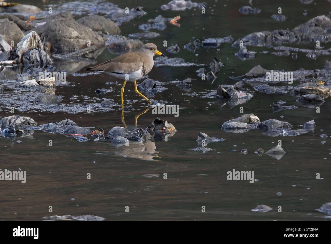 Grey-headed Lapwing (Vanellus cinereus) adult wading in middle of ...