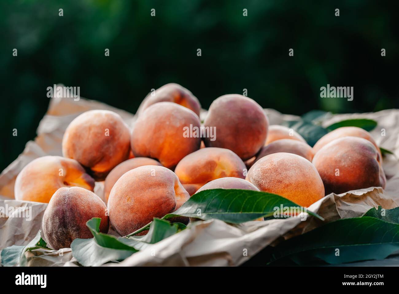 Organic ripe peaches on paper parchment among green foliage. Fruits in ...