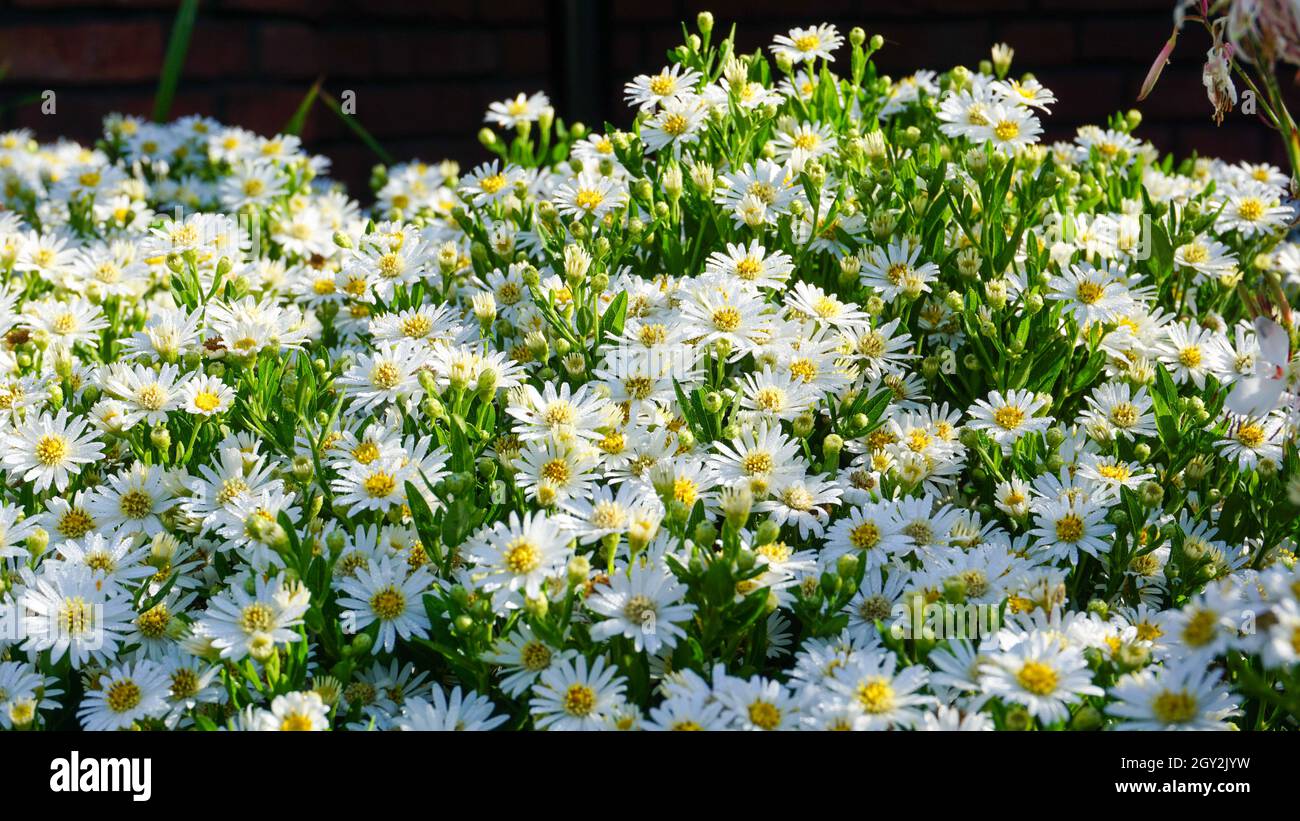 Little daisy hi-res stock photography and images - Alamy