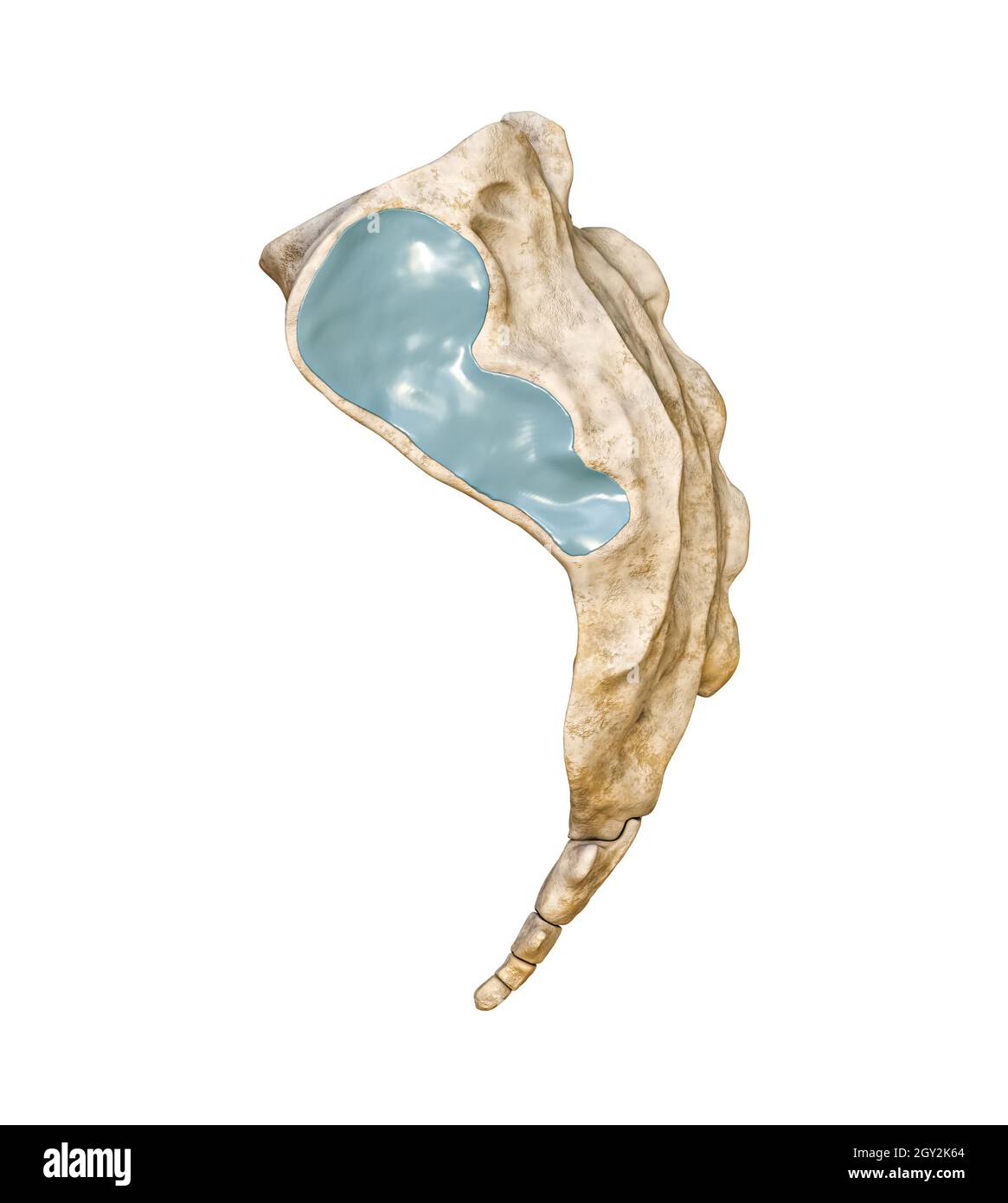 Profile close up face Cut Out Stock Images & Pictures - Alamy