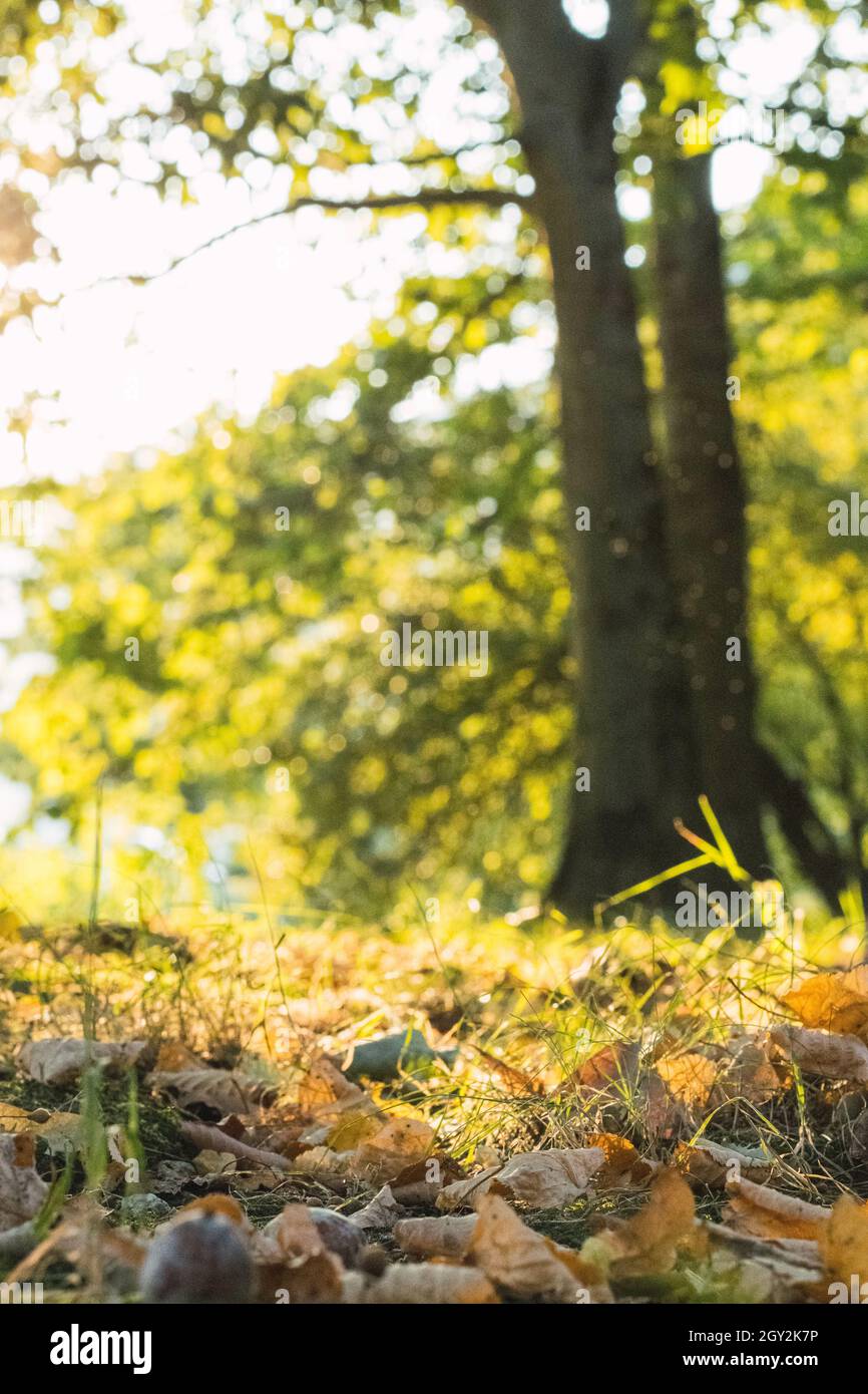 Vertical shot of fallen autumn leaves on the ground Stock Photo - Alamy
