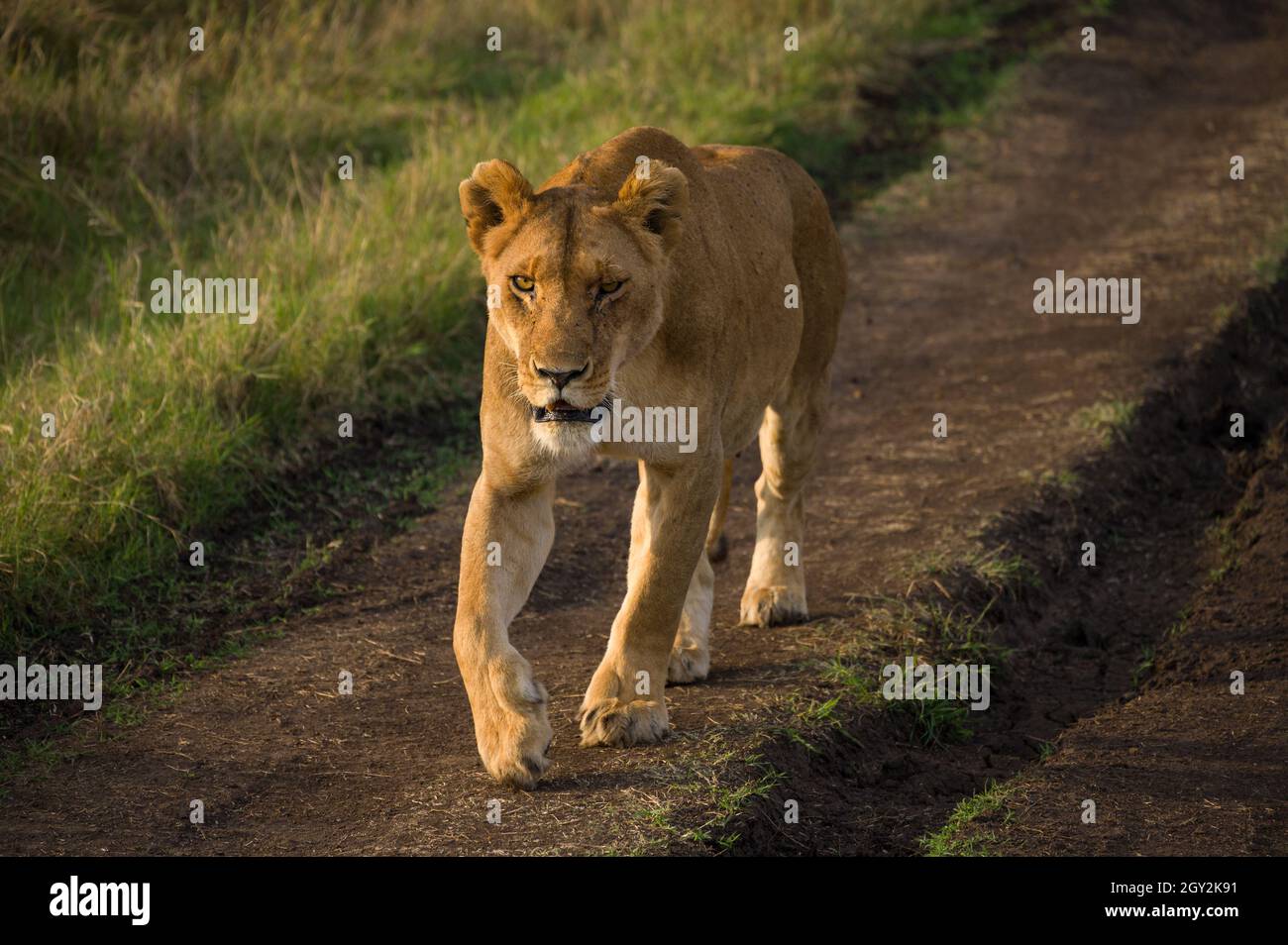 Female lion walking (panthera leo), Masai Mara National Game Park ...