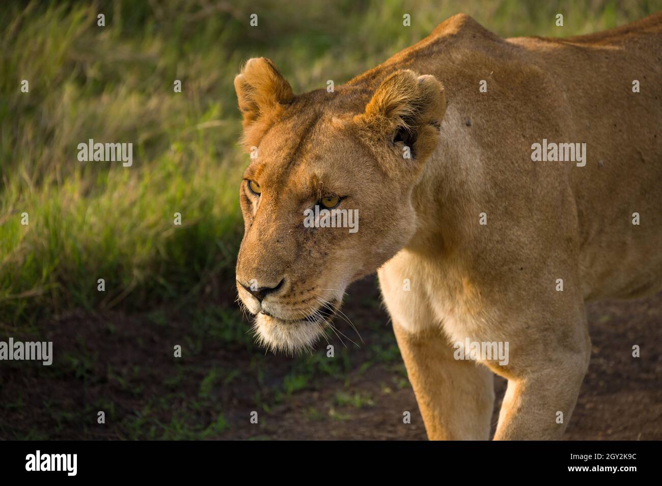 Female lion walking (panthera leo), Masai Mara National Game Park ...