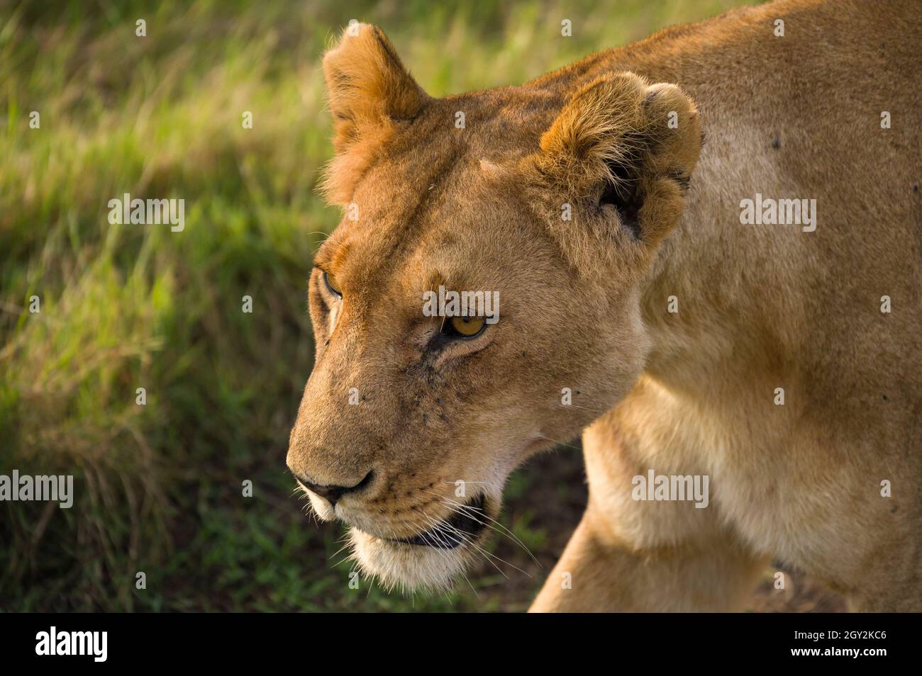 Female lion walking (panthera leo), Masai Mara National Game Park ...