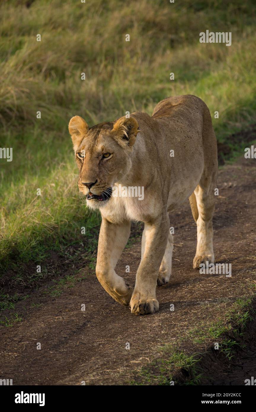 Female lion walking (panthera leo), Masai Mara National Game Park ...