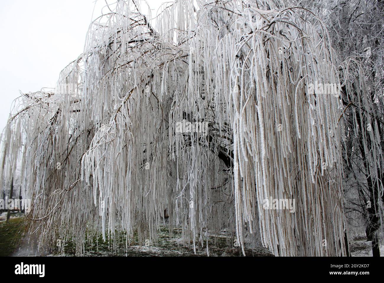 Rime ice on tree in winter Stock Photo - Alamy