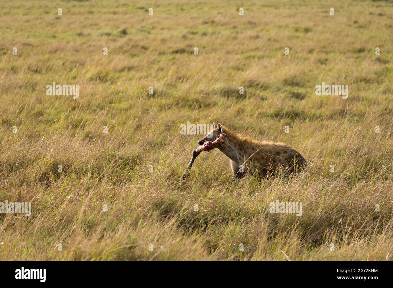 Spotted Hyena (Hyaenidae) walking with wildebeest leg in mouth, Maasai ...