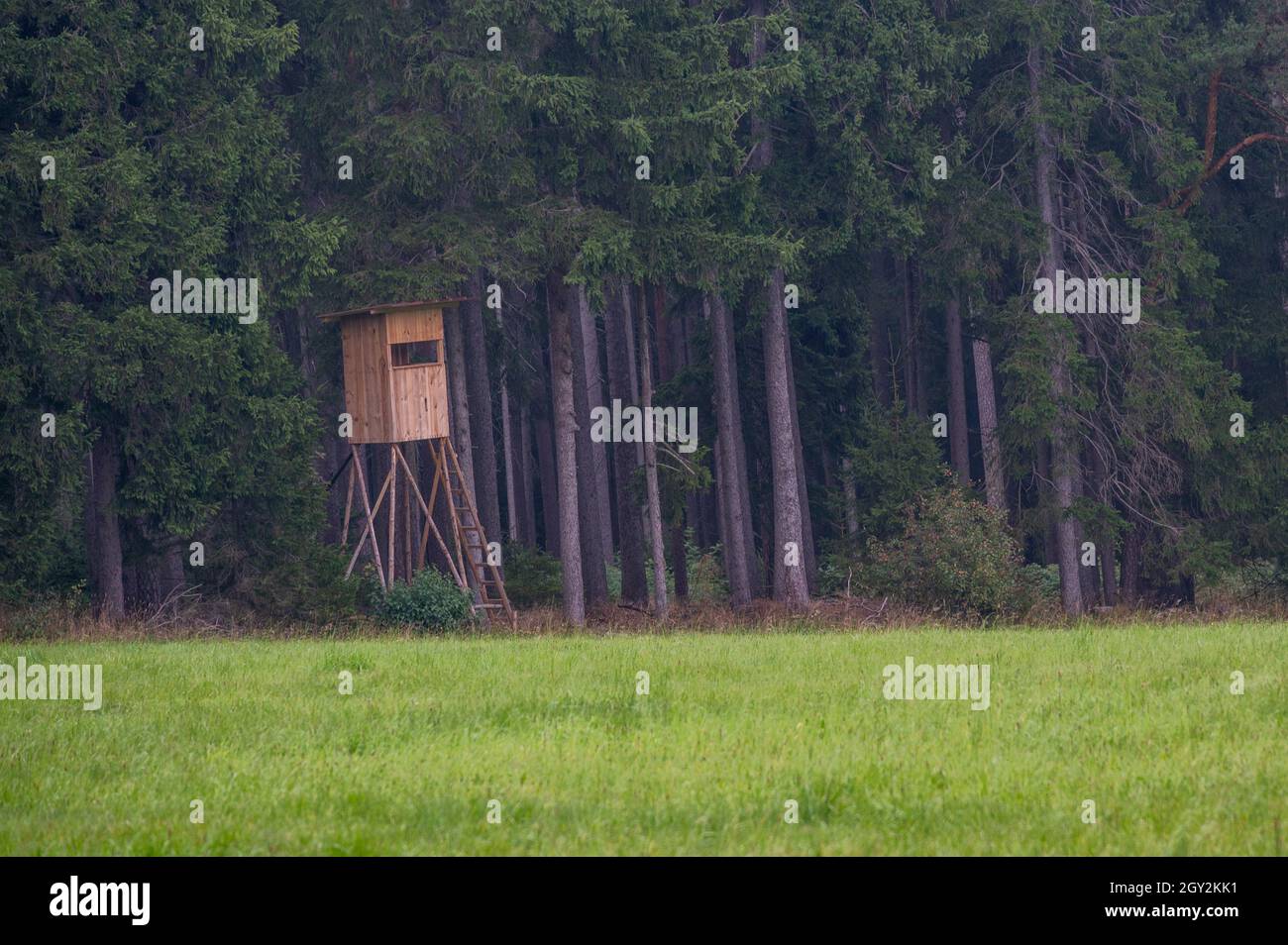 View of the green forest with a wooden structure for observation Stock ...