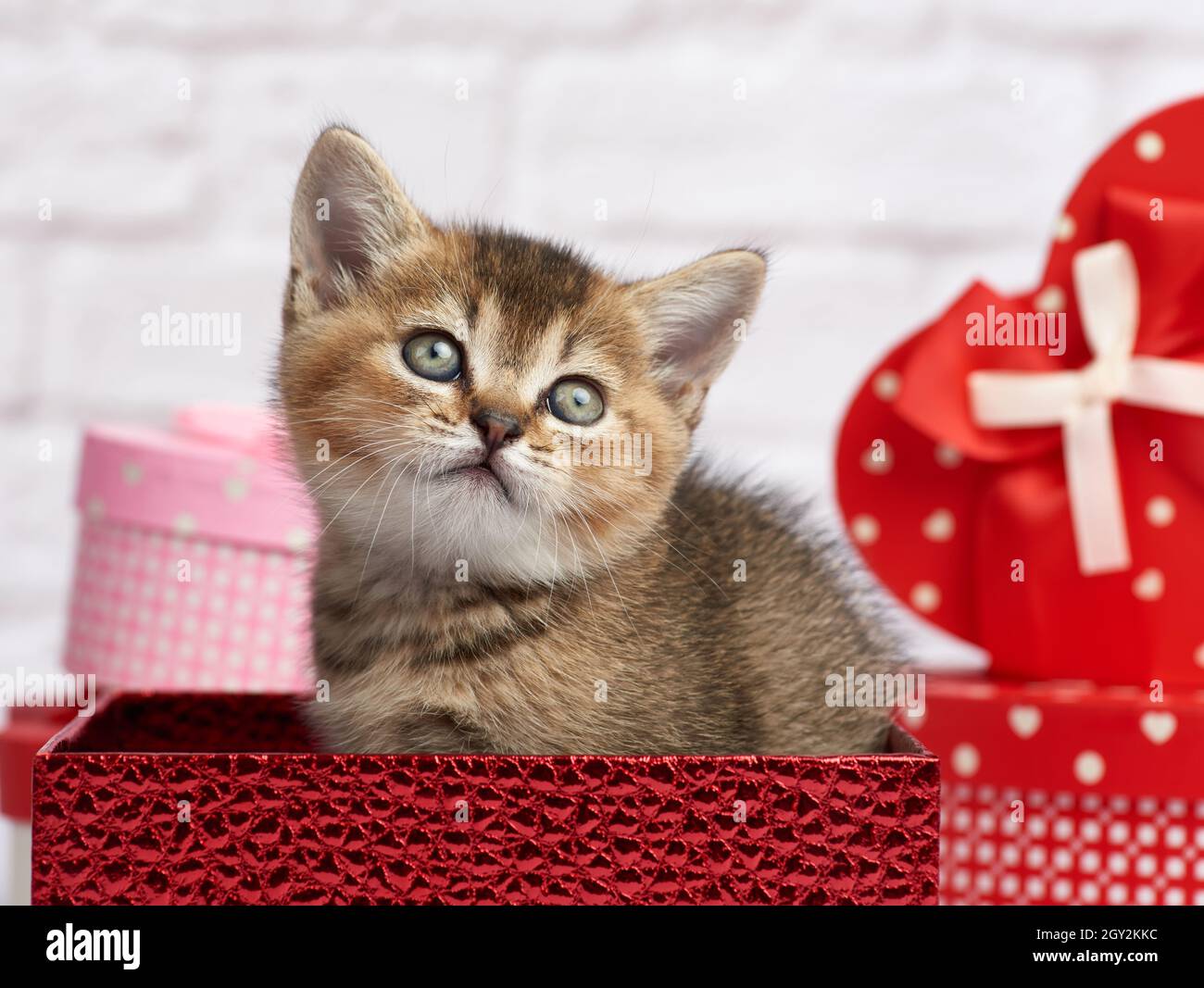 cute kitten Scottish chinchilla straight breed sits on a white ...