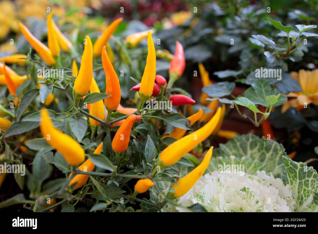 Sweet and chili red, yellow and purple pepper capsicum decorate the ...