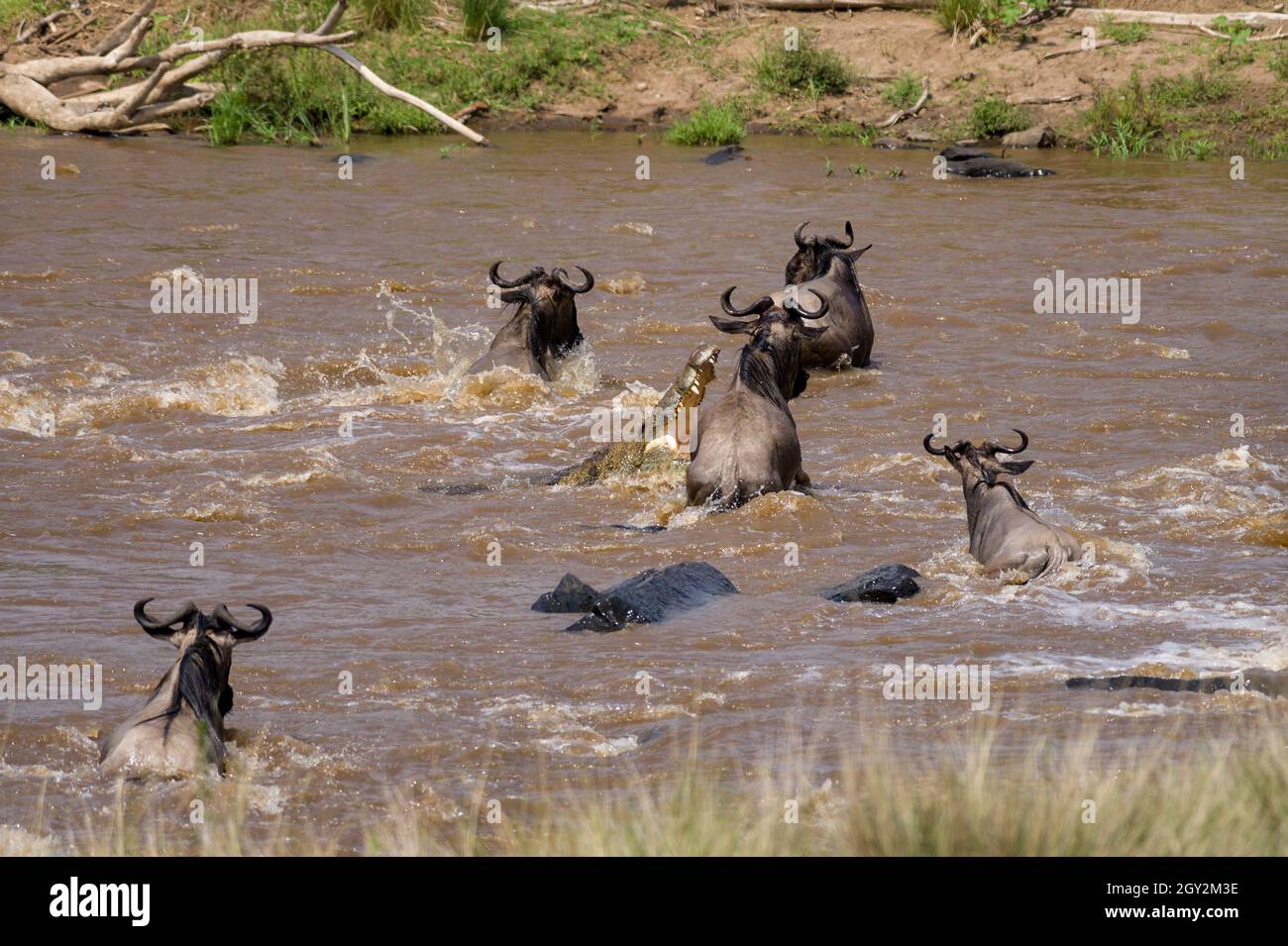 Nile crocodile (Crocodylus niloticus) attacks a herd of blue wildebeest ...