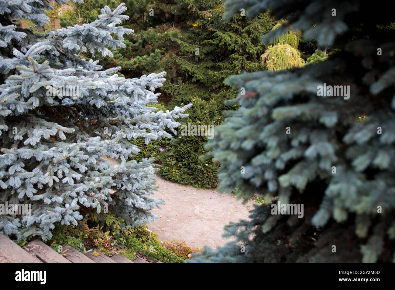 Various types of conifers line the path in the park Stock Photo - Alamy