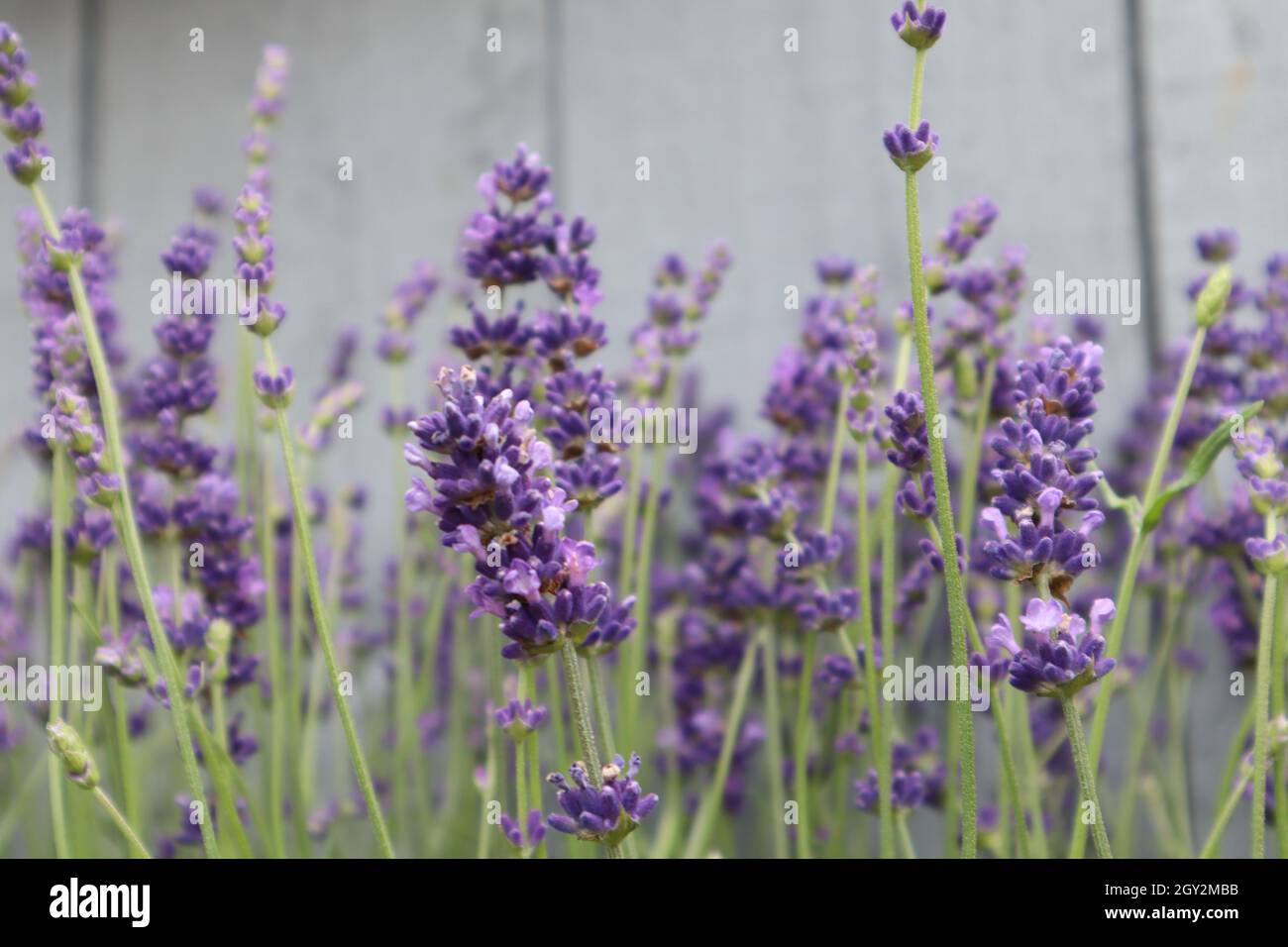 Closeup of adorable Lavandula angustifolia Munstead flower with gray ...