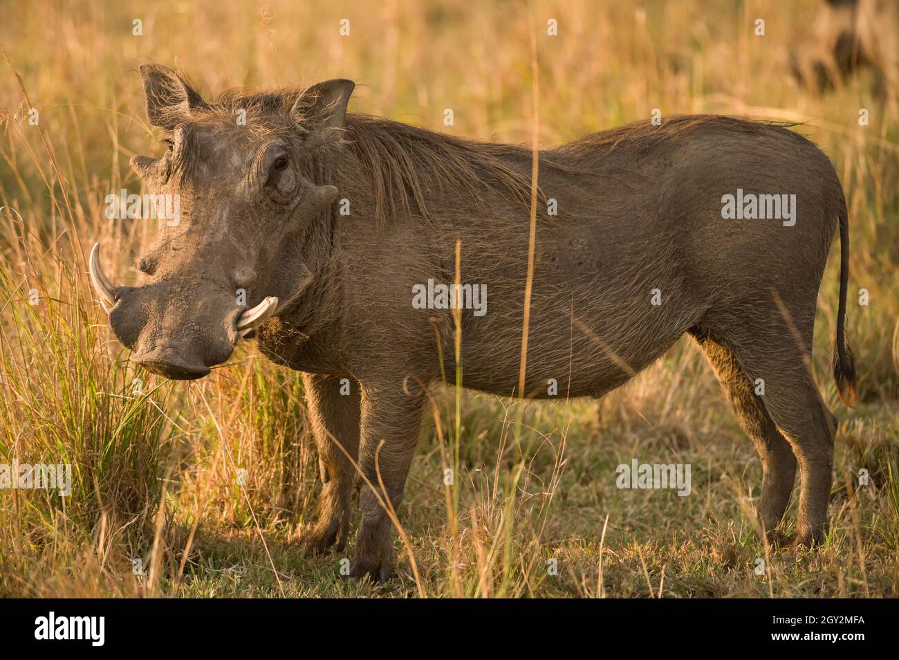 Male warthog (Phacochoerus) in open savanna grass, Masai Mara National ...