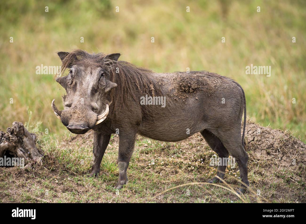 Male warthog (Phacochoerus) in open savanna grass, Masai Mara National ...