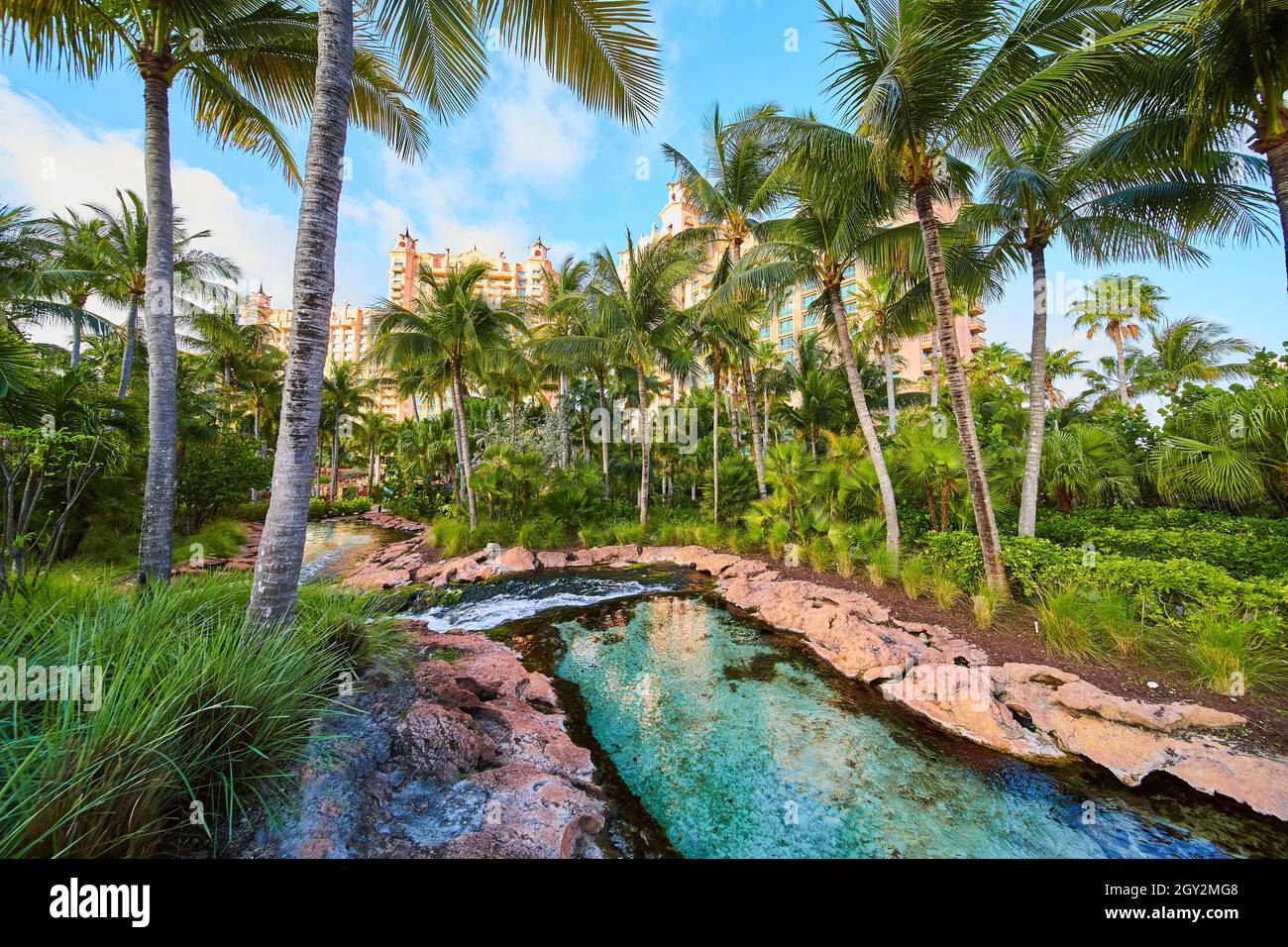 Tropics landscape with river and palm trees Stock Photo - Alamy