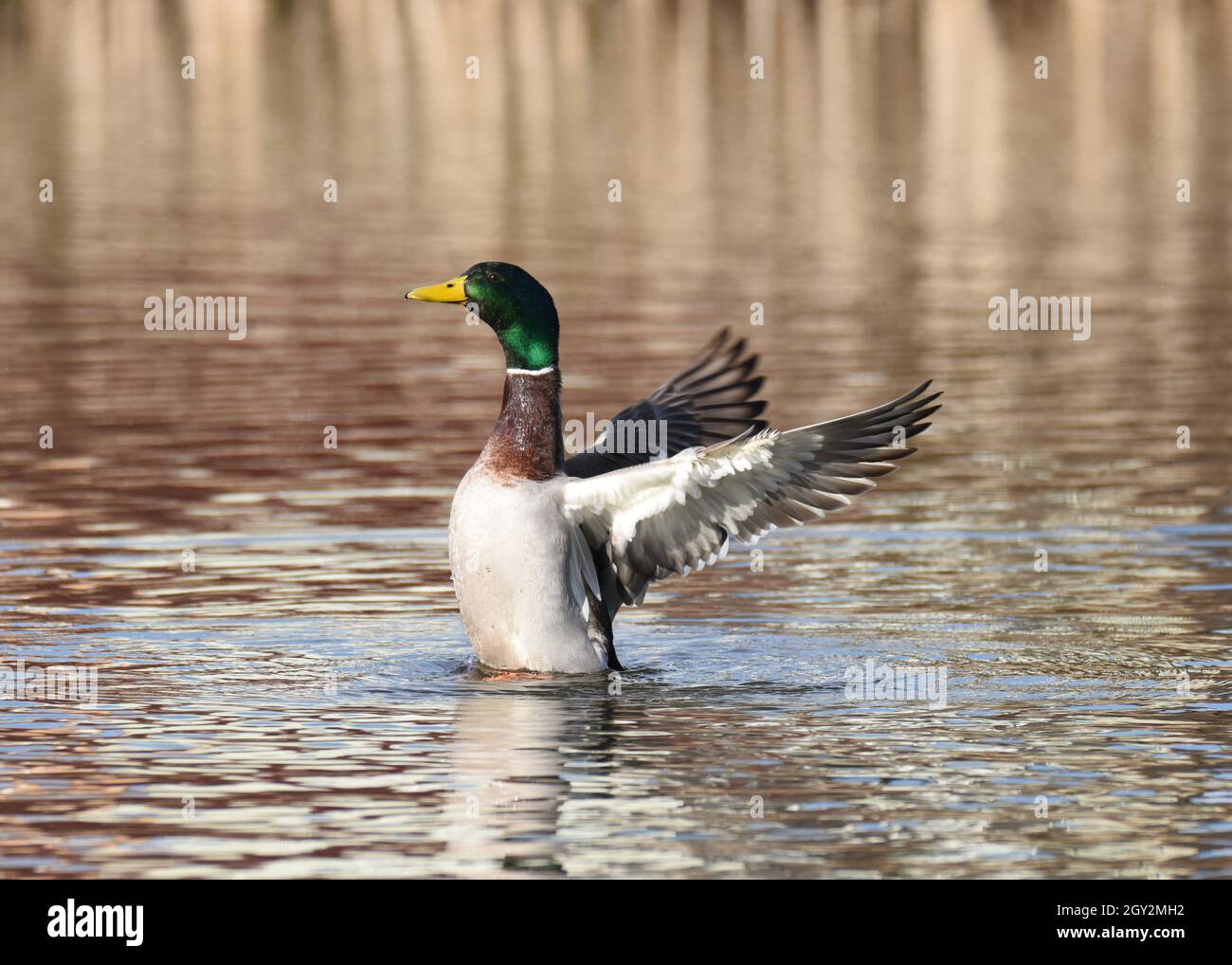 Duck wings out hi-res stock photography and images - Alamy
