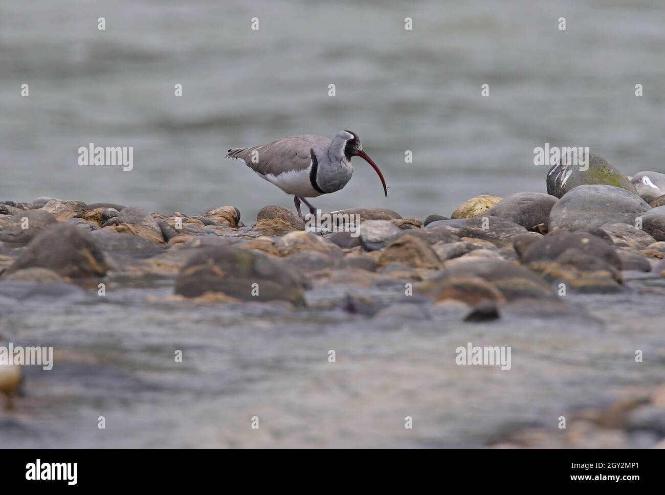 Ibisbill (Ibidorhyncha struthersii) adult feeding at rapids in river ...