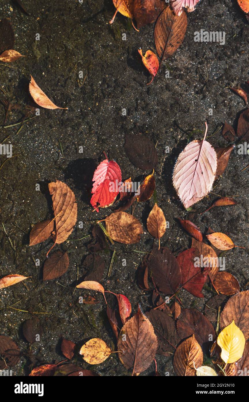 Vertical leaves background hi-res stock photography and images - Alamy