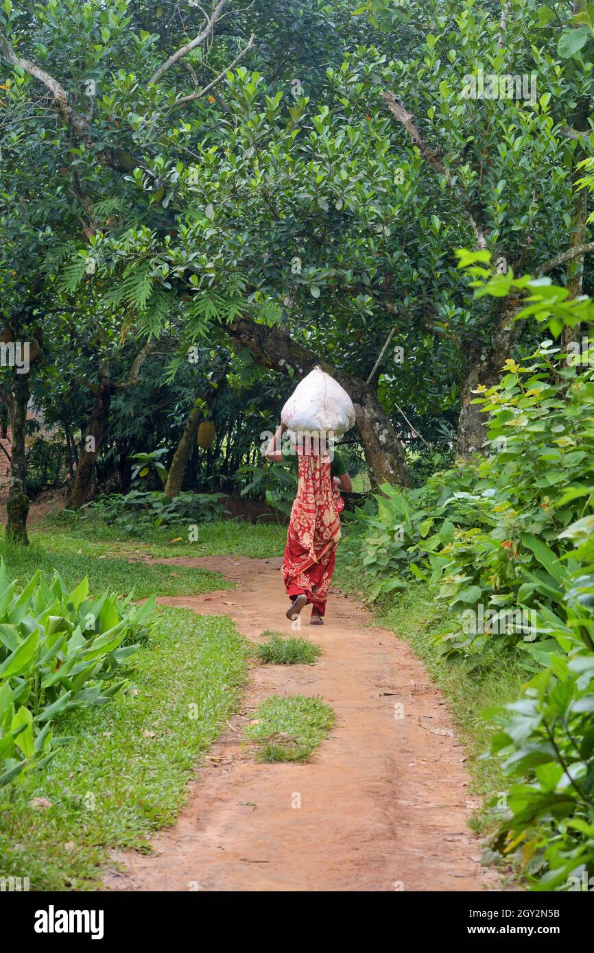 Women labourers photo Stock Photo - Alamy