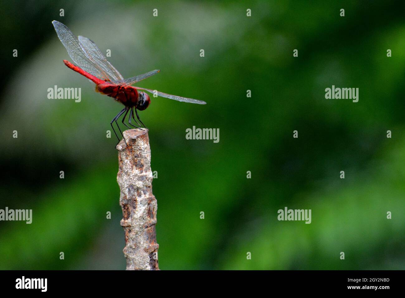 Single draginfly hi-res stock photography and images - Alamy